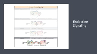 Endocrine Signaling | PPTX | Endocrine and Metabolic Diseases ...