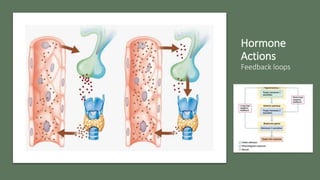 Endocrine Signaling | PPTX | Endocrine and Metabolic Diseases ...
