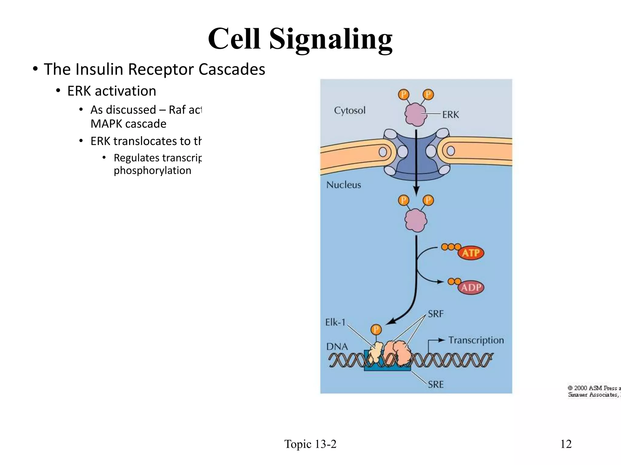 Endocrine Signaling.ppt