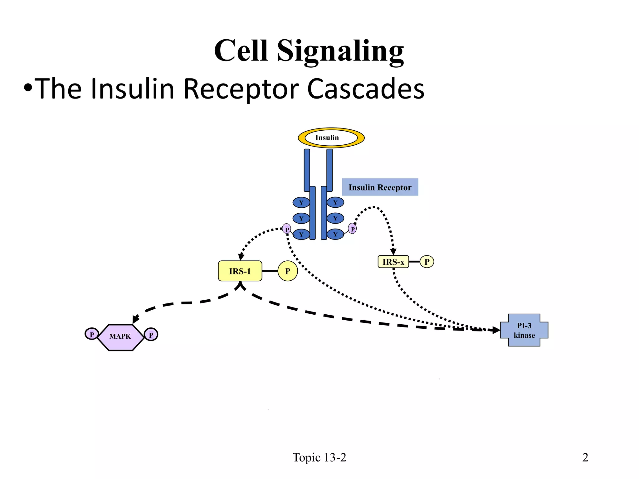Endocrine Signaling.ppt
