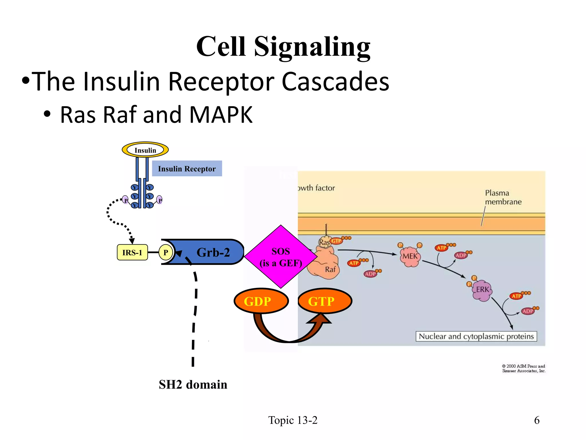Endocrine Signaling.ppt