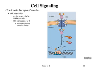 Endocrine Signaling.ppt
