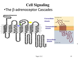 Endocrine Signaling.ppt
