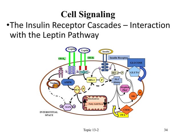 Endocrine Signaling.ppt