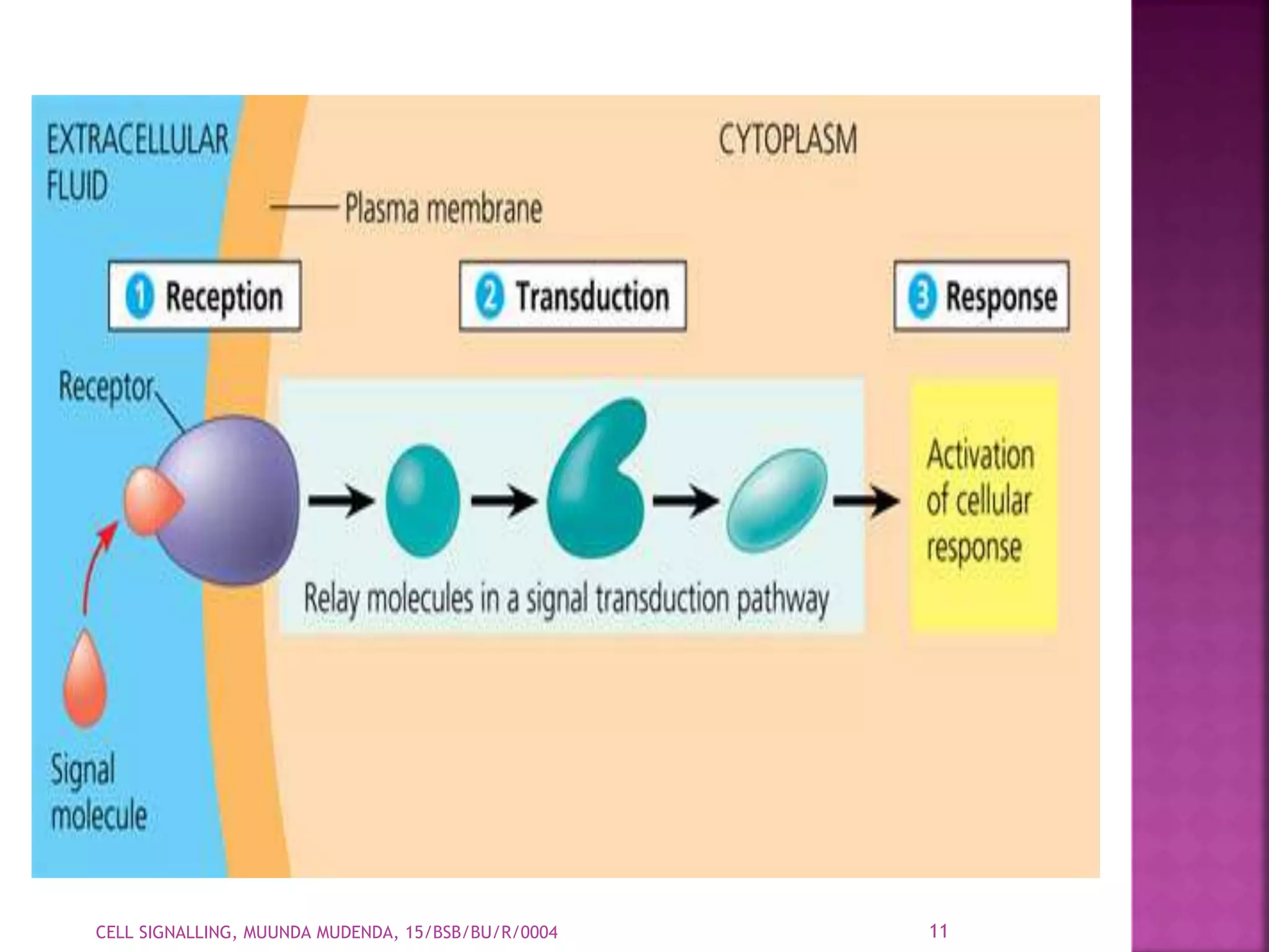 Endocrine signaling - BUGEMA UNIVERSITY | PPT