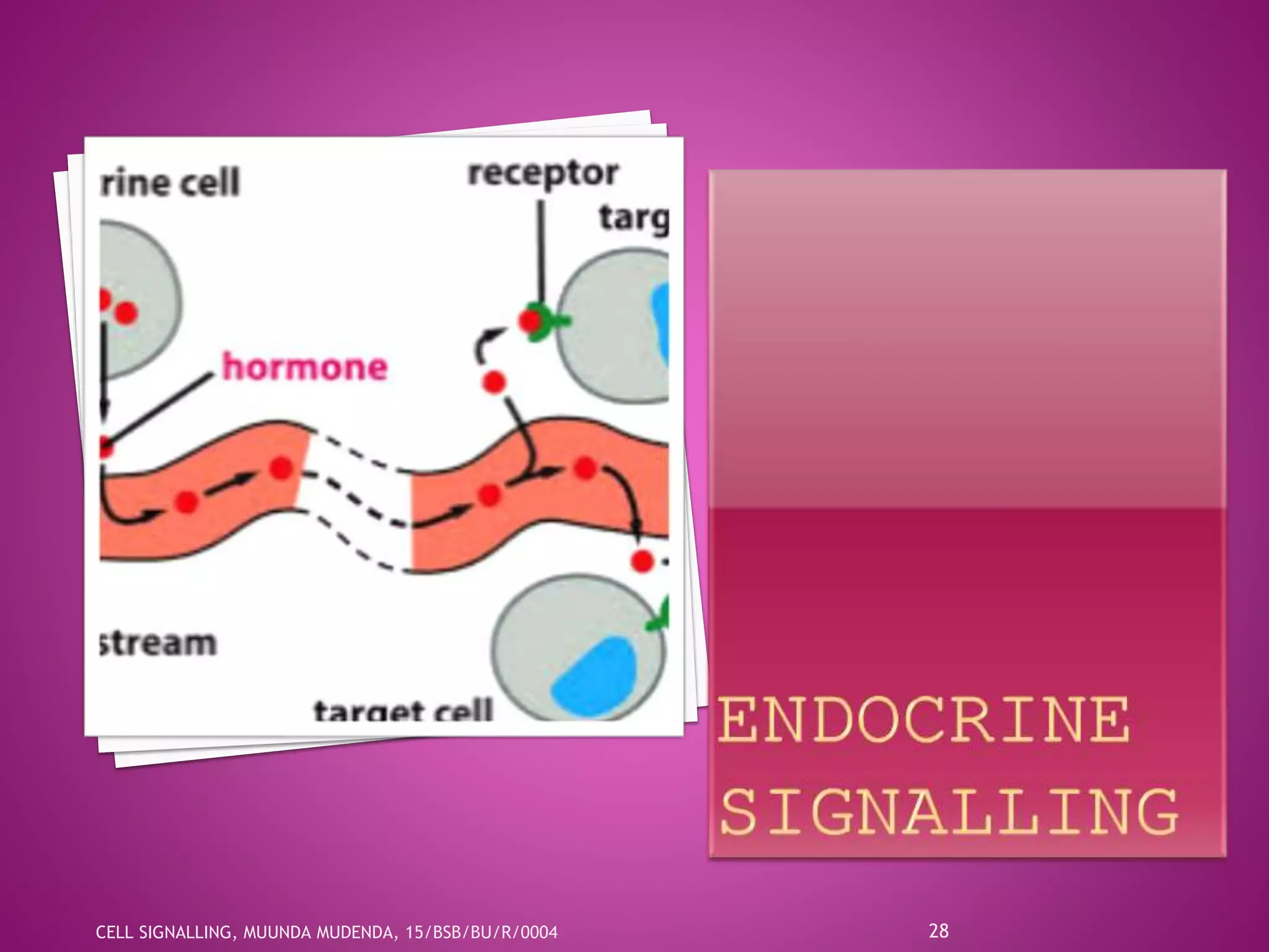 Endocrine signaling - BUGEMA UNIVERSITY | PPT