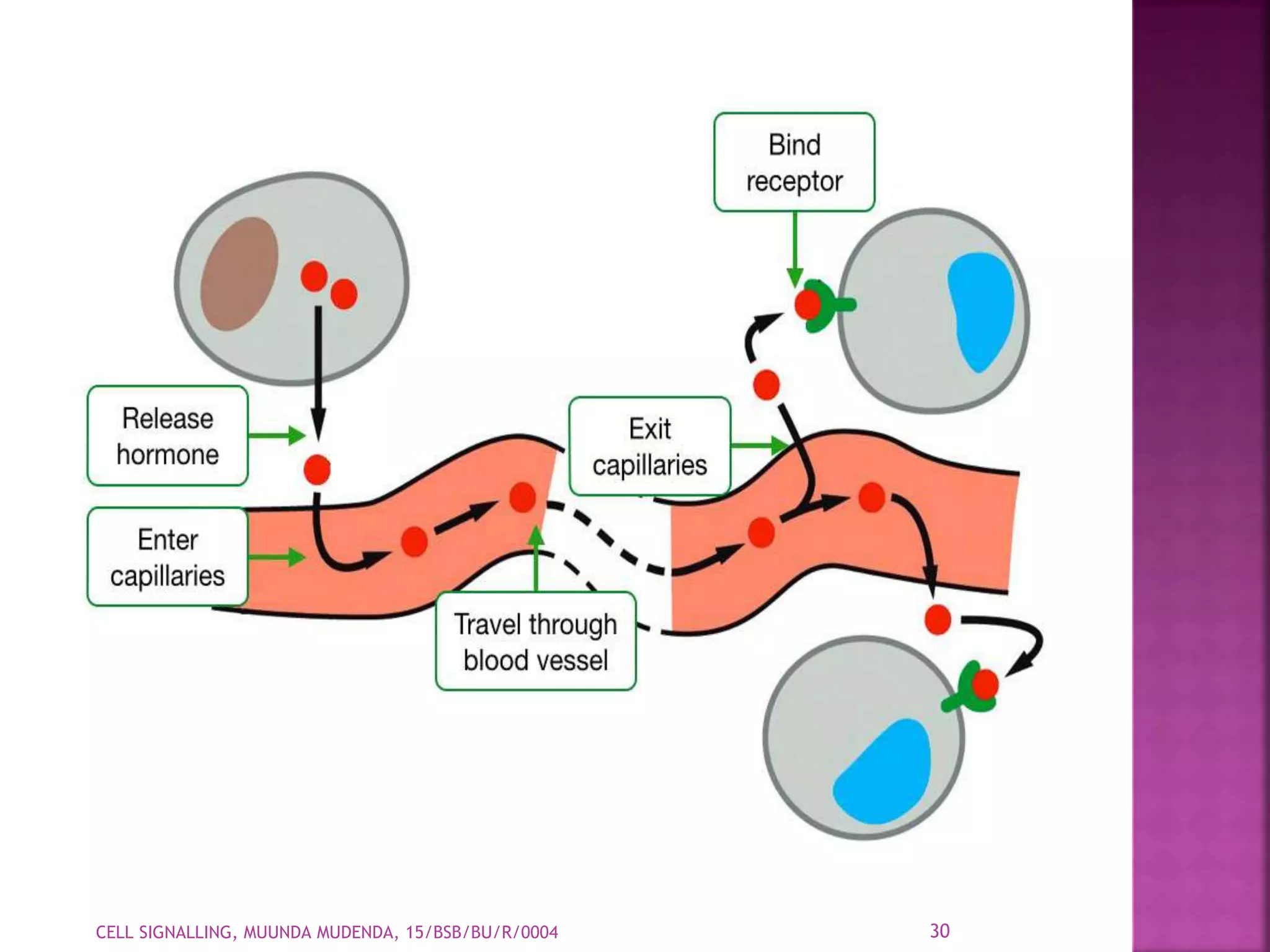 Endocrine signaling - BUGEMA UNIVERSITY | PPT