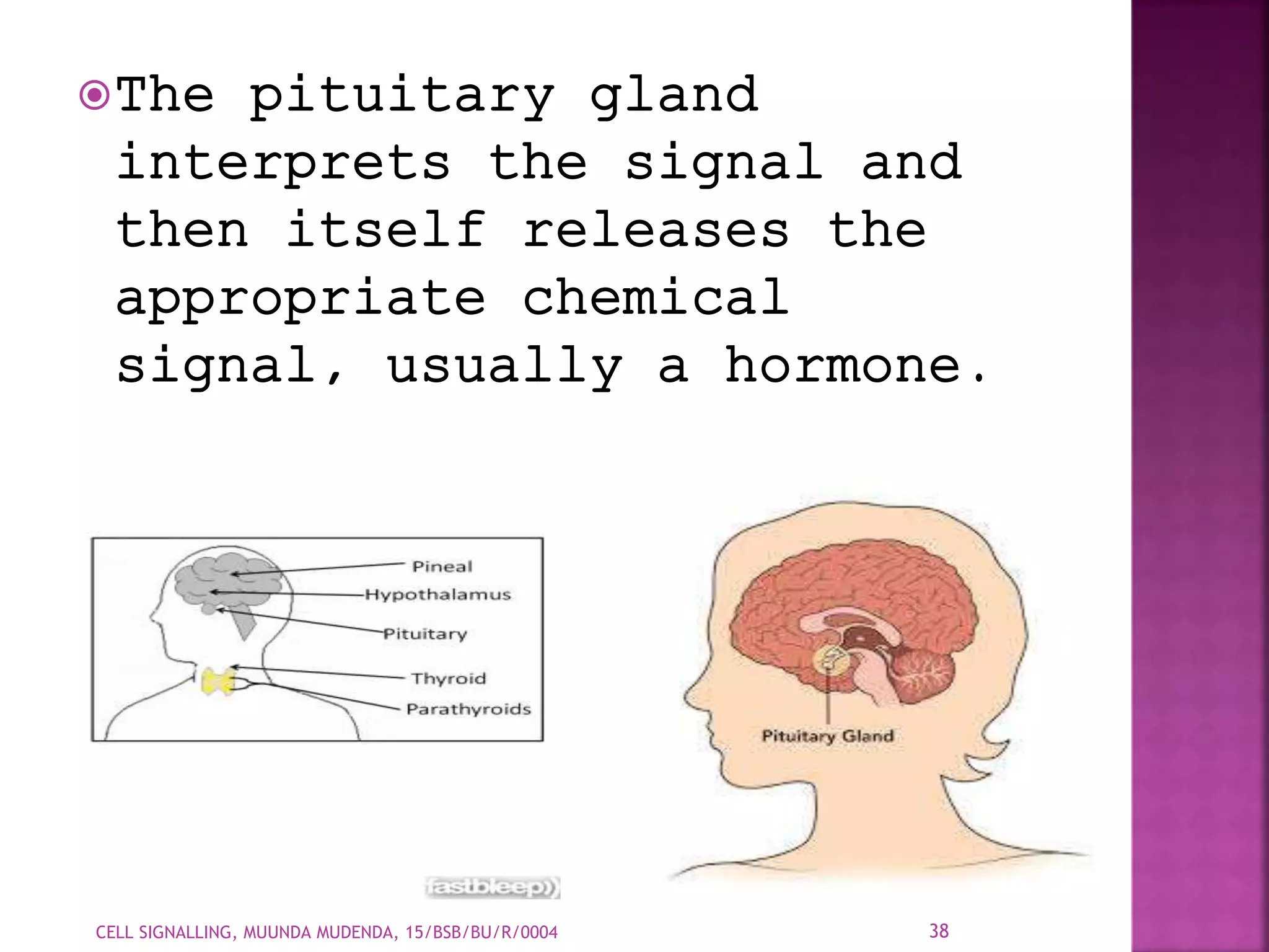 Endocrine signaling - BUGEMA UNIVERSITY | PPT