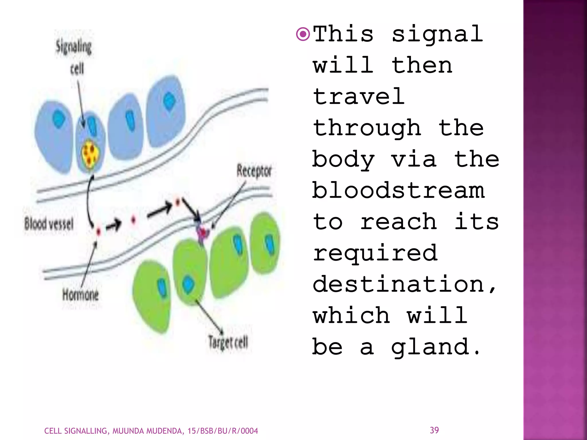 Endocrine signaling - BUGEMA UNIVERSITY | PPT