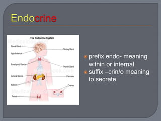 Endocrinesys | PPT