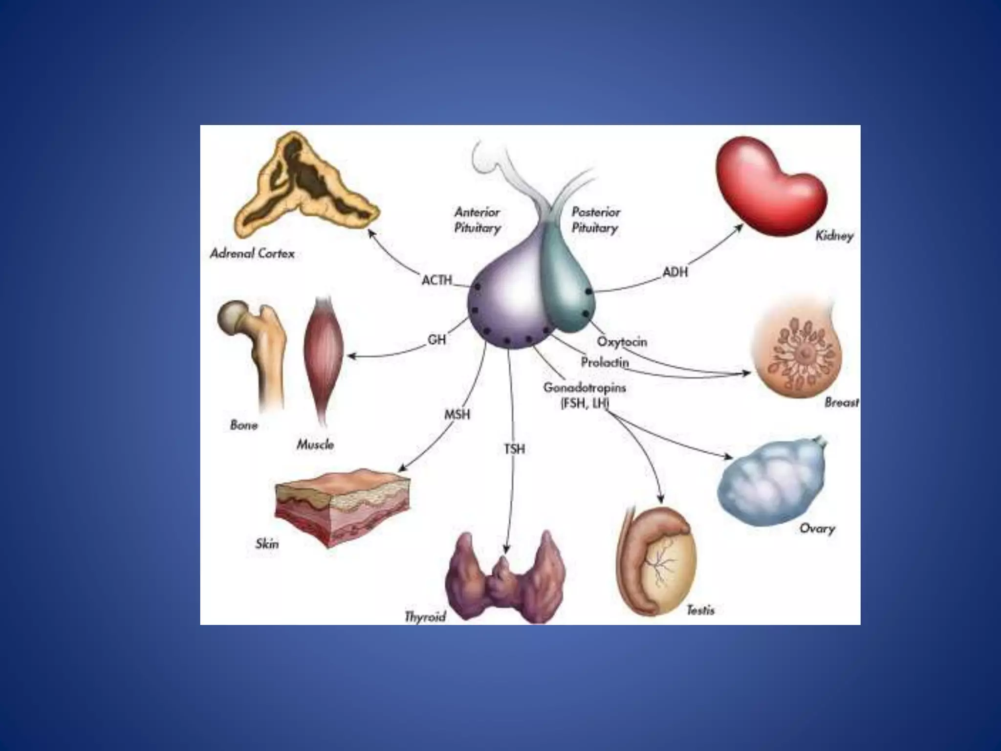 endocrine system.pptx