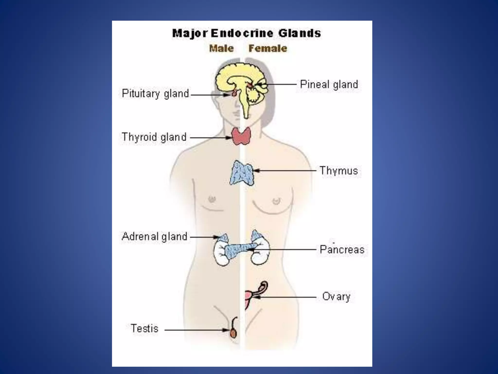 endocrine system.pptx