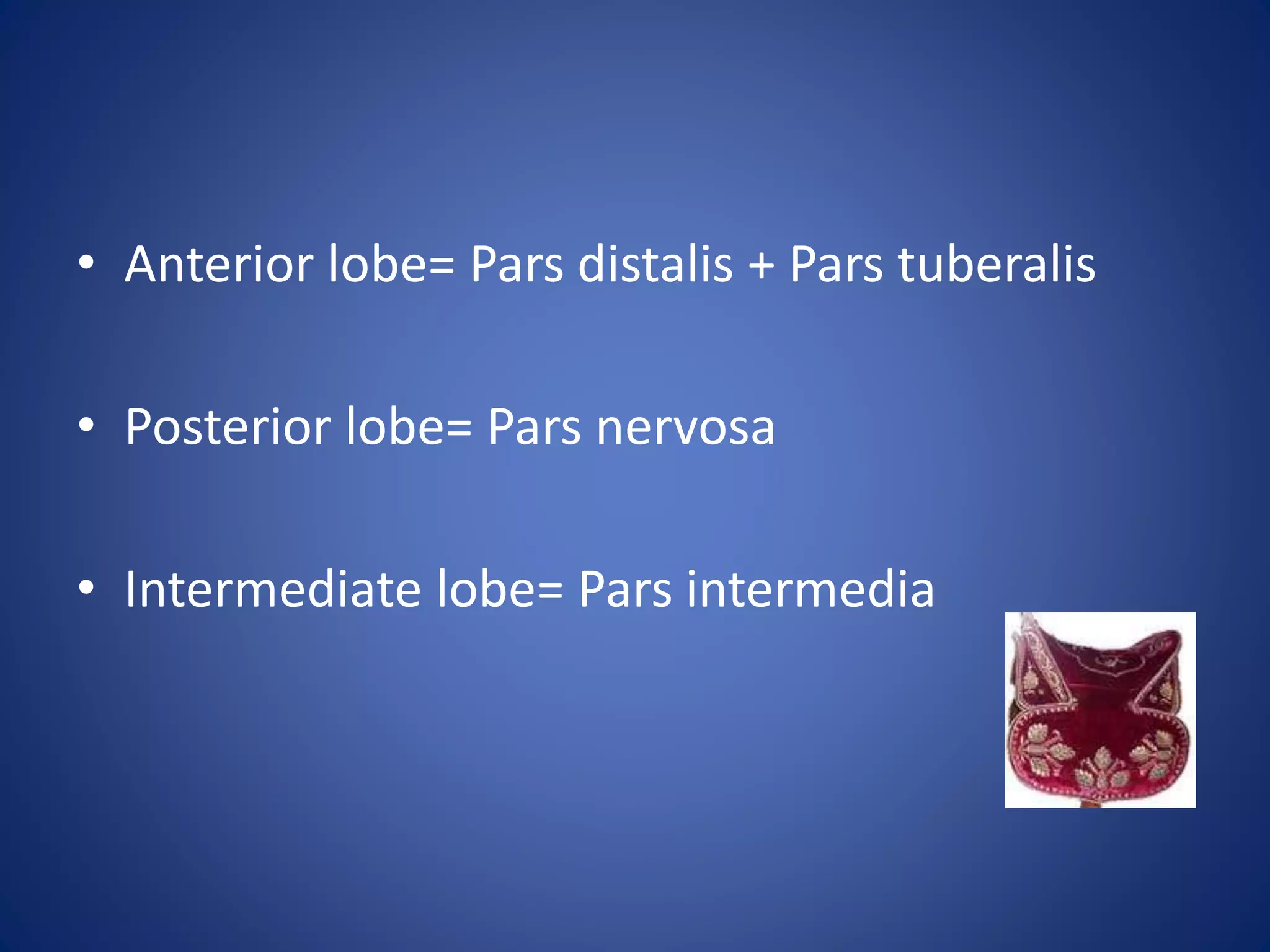 endocrine system.pptx