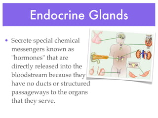 Endocrine system | PPT