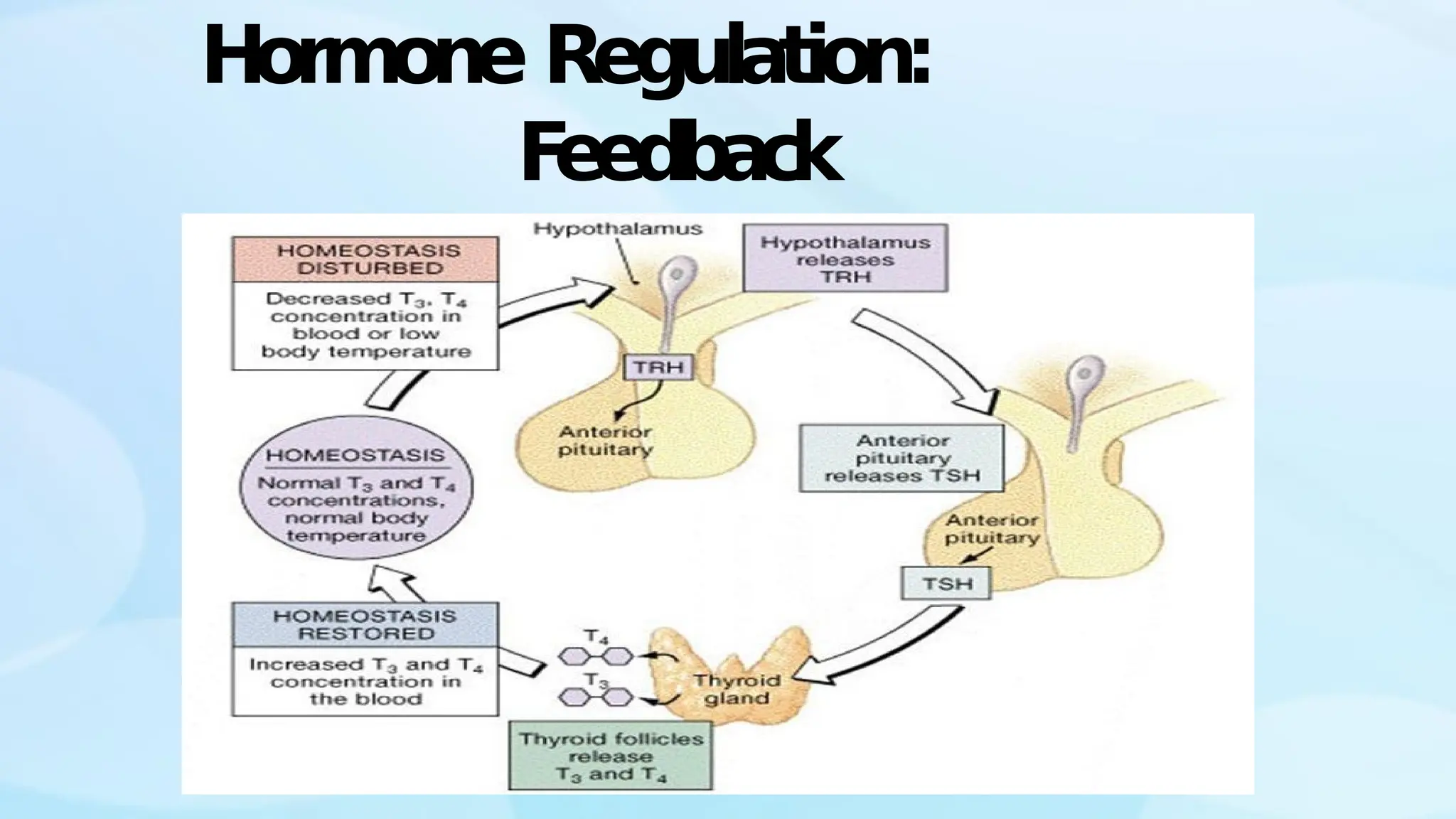 Endocrine System in the human body- presentation | PPTX