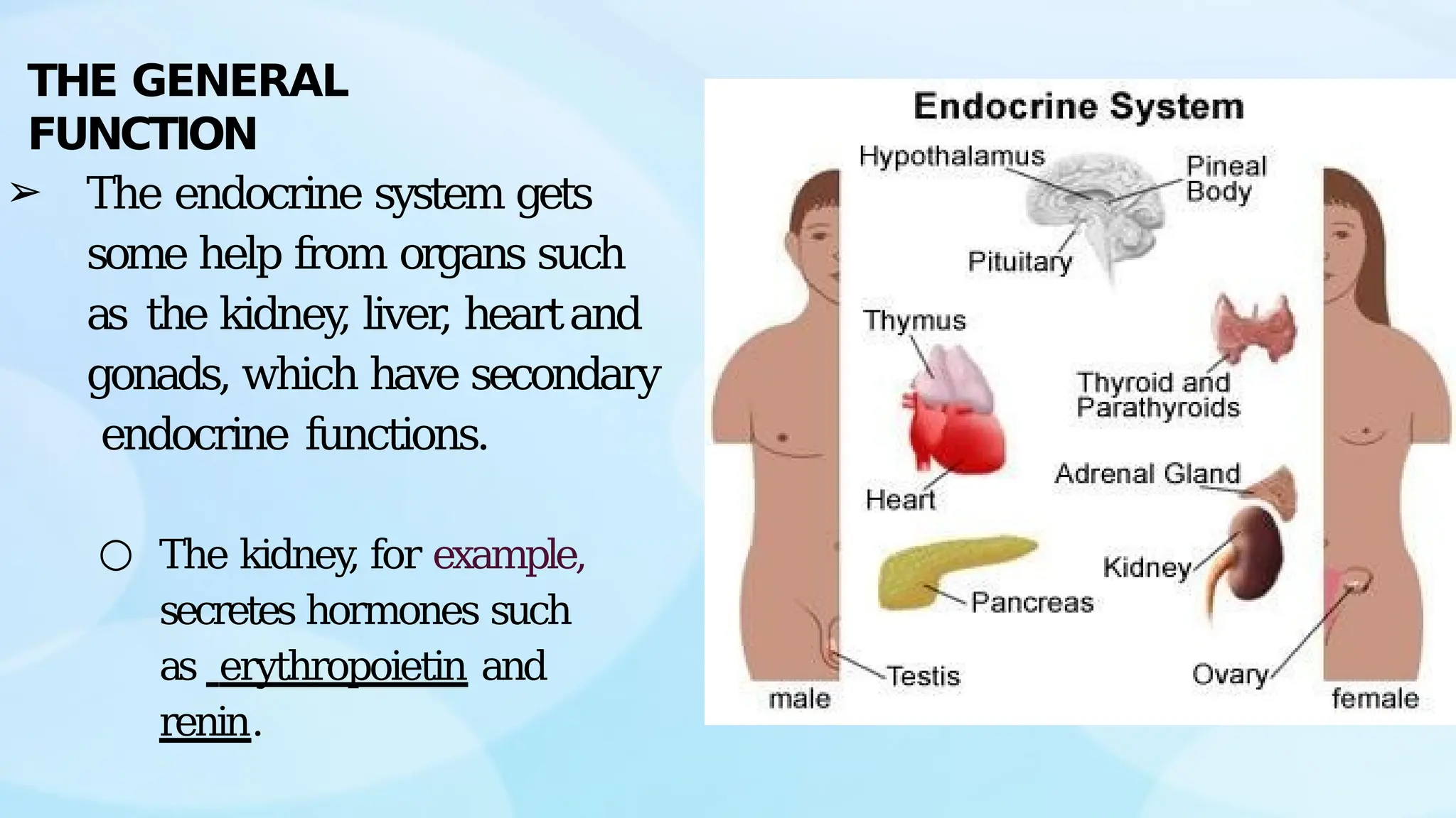 Endocrine System in the human body- presentation | PPTX | Endocrine and ...