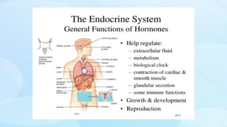 Endocrine System in the human body- presentation | PPTX