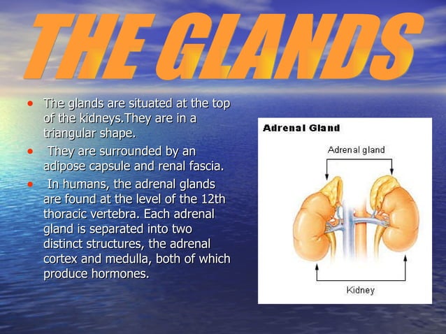 Endocrine system | PPT