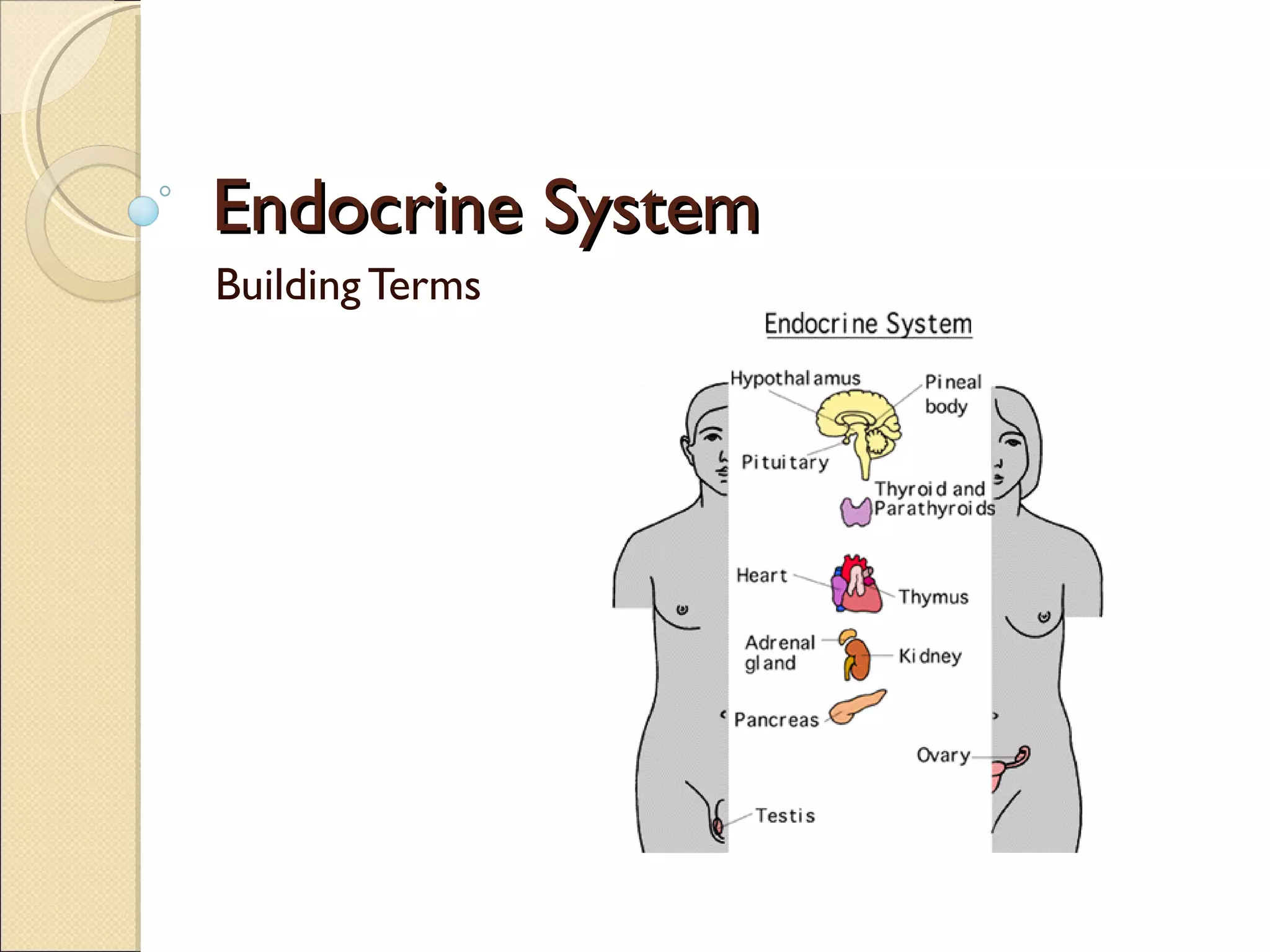 Endocrine system | PPT