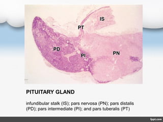 Endocrine system | PDF