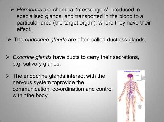 Endocrine system | PPT