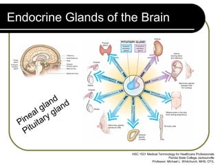 Endocrine Glands In Brain