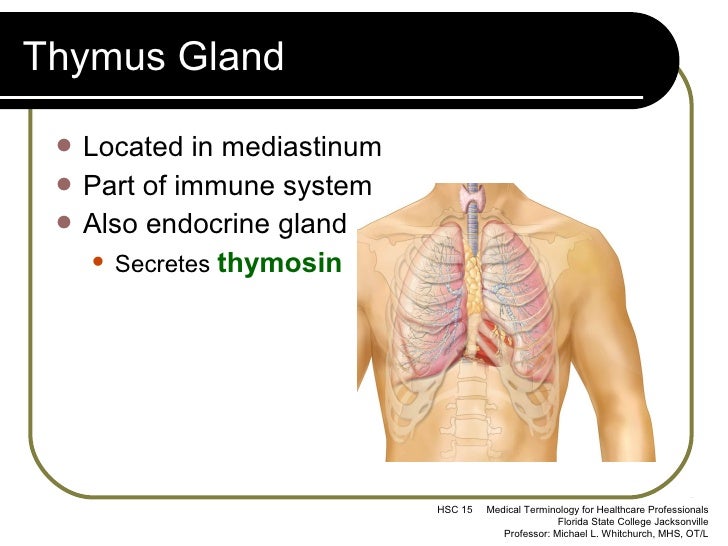 Thymus Purpose