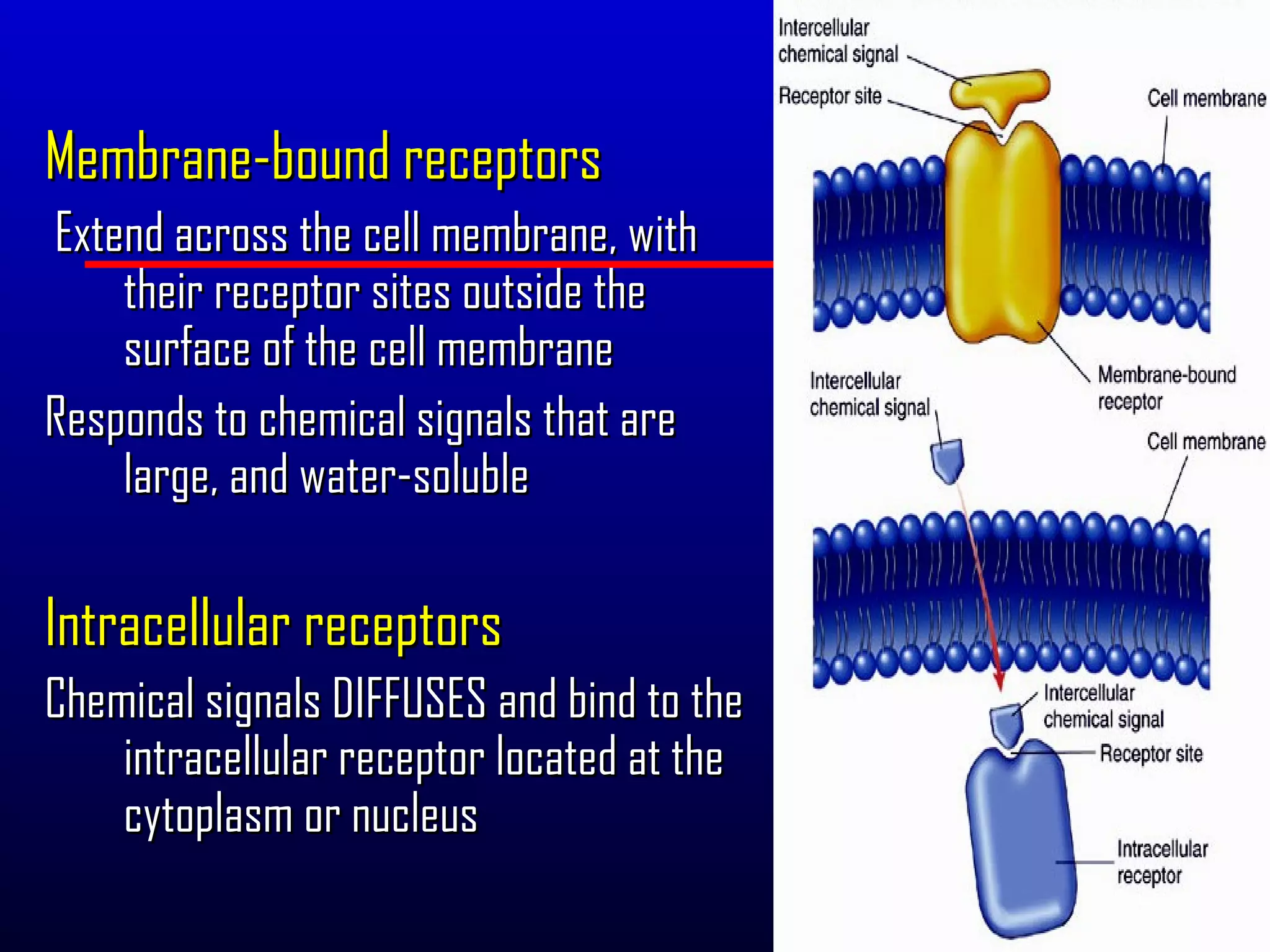 Endocrine system | PPT | Endocrine and Metabolic Diseases | Diseases ...