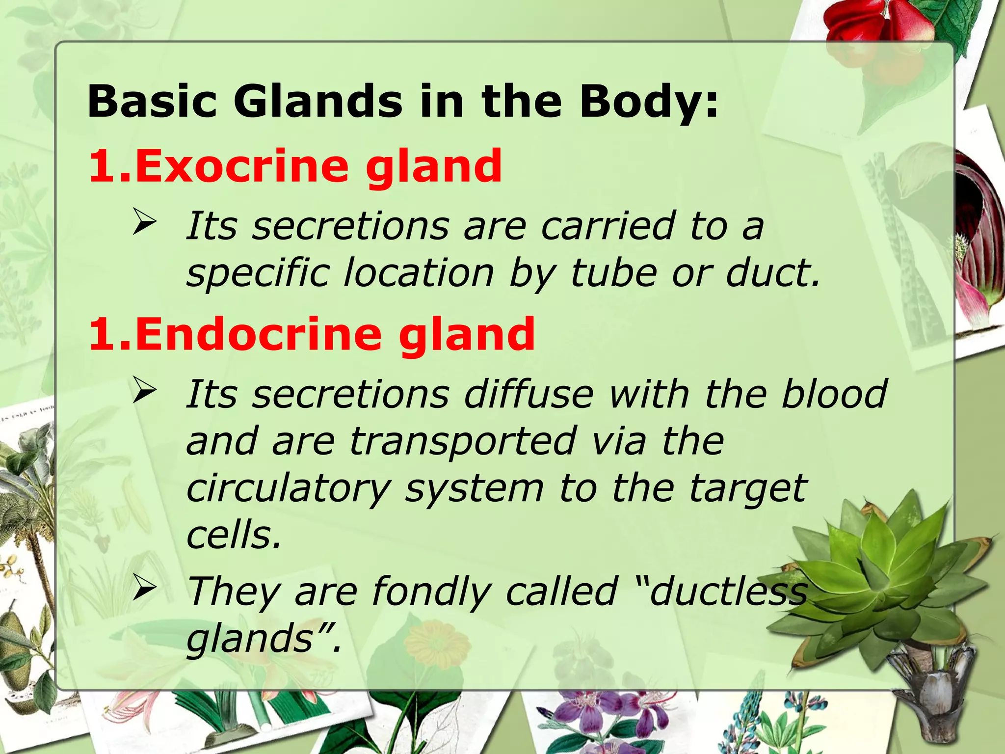 Endocrine System | PDF