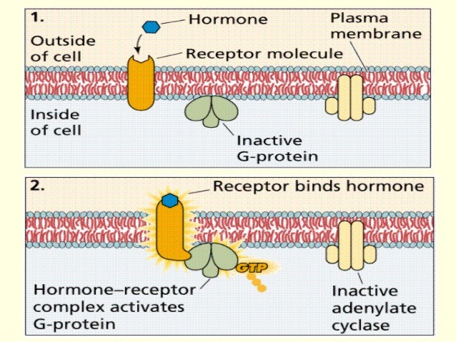 Diagram Of One Messenger Model Of Hormonal Action Endocrine