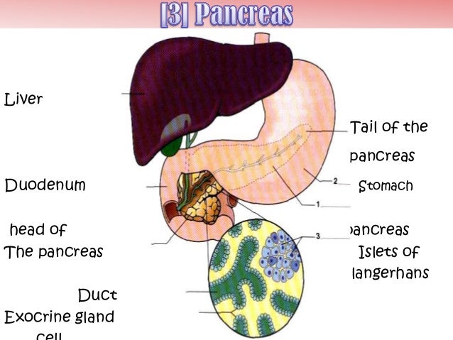 Endocrine system