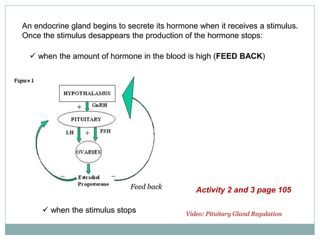 Endocrine System | PPT