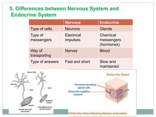Endocrine System | PPT