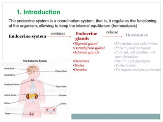 Endocrine System | PPT