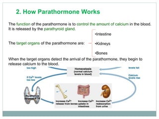 Endocrine System | PPT