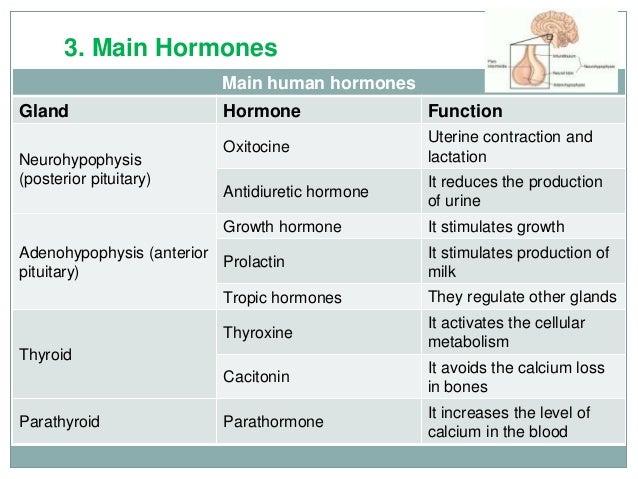 Endocrine System Endocrine System
