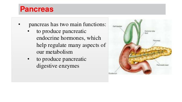Endocrine System and Endocrine Glands