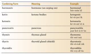 Endocrine system | PPT