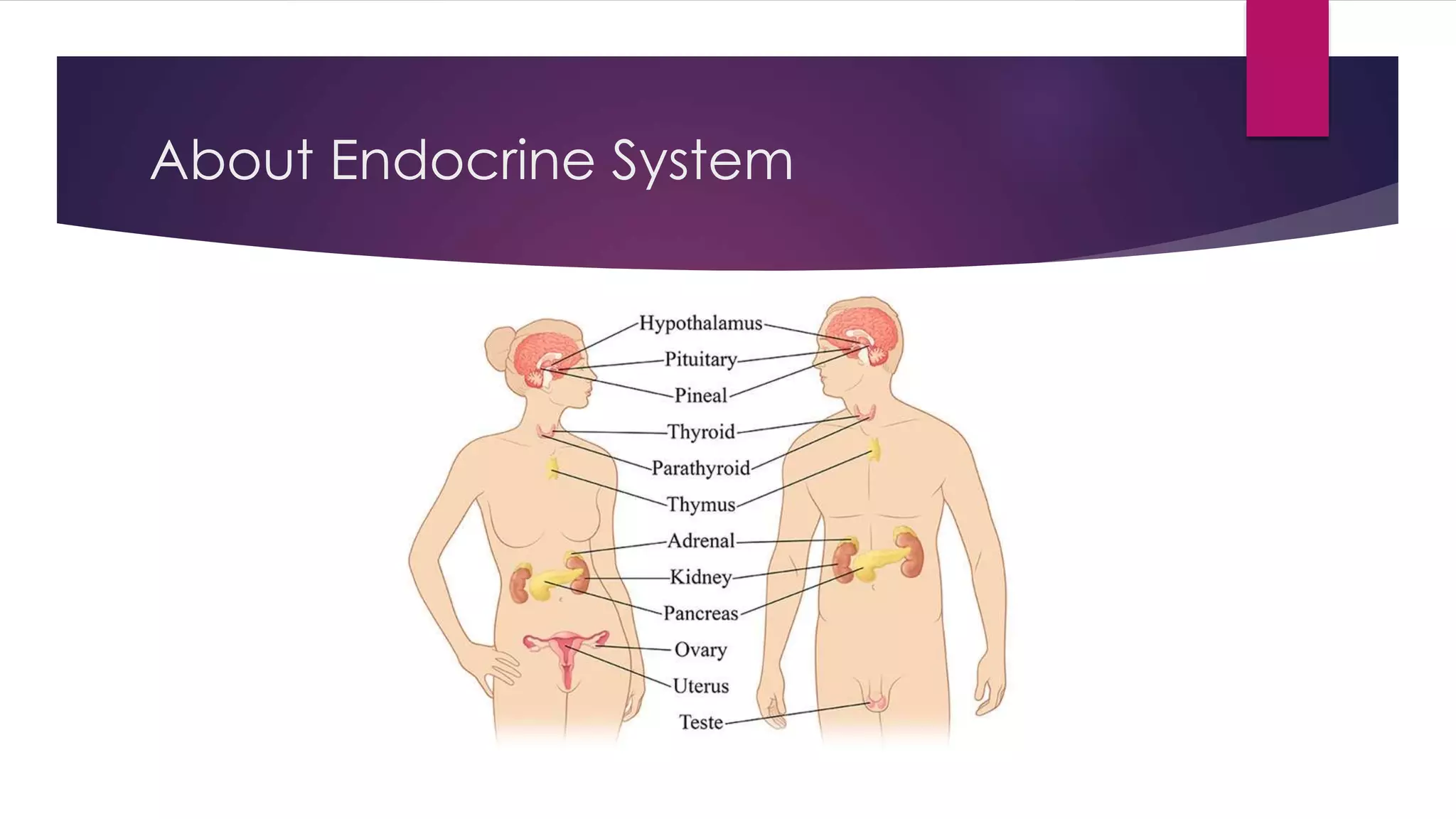 Endocrine system | PPTX
