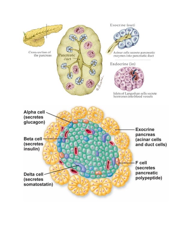 Endocrine system | PDF
