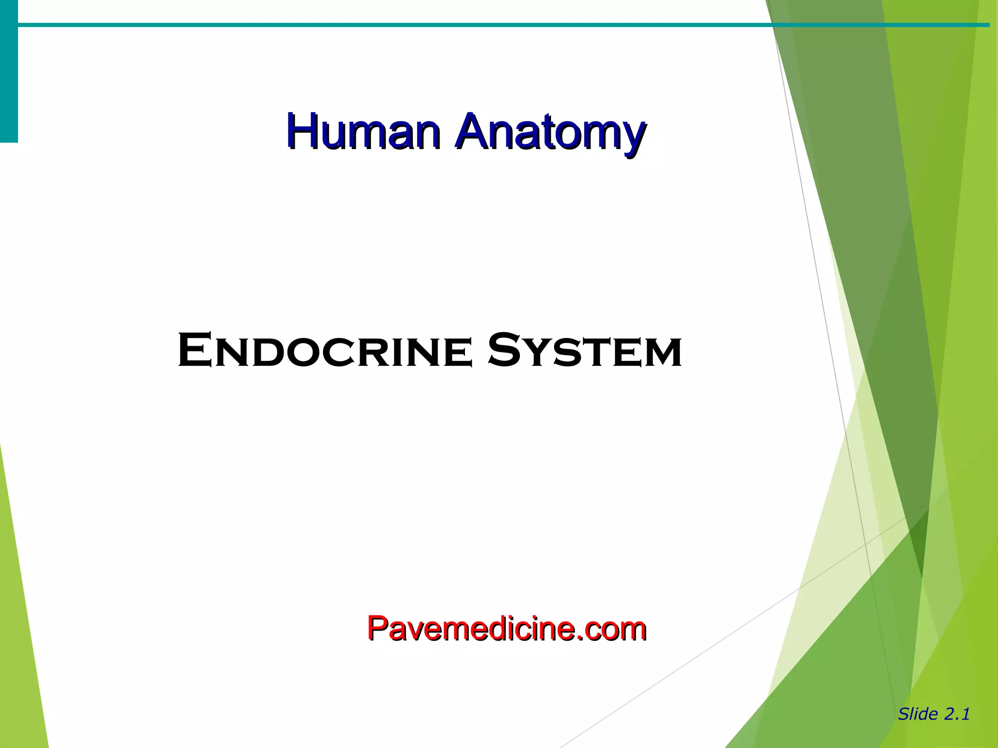 Endocrine system | PPT
