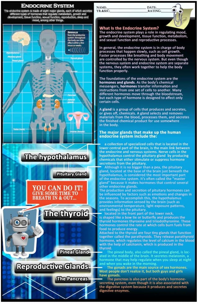 Endocrine system Localize Instructional Material | DOCX