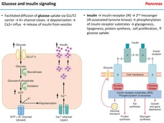 Endocrine system | PPTX | Endocrine and Metabolic Diseases | Diseases ...