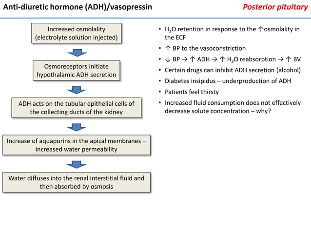 Endocrine system