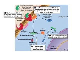 Endocrine system | PPT