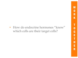 Endocrine system | PPT