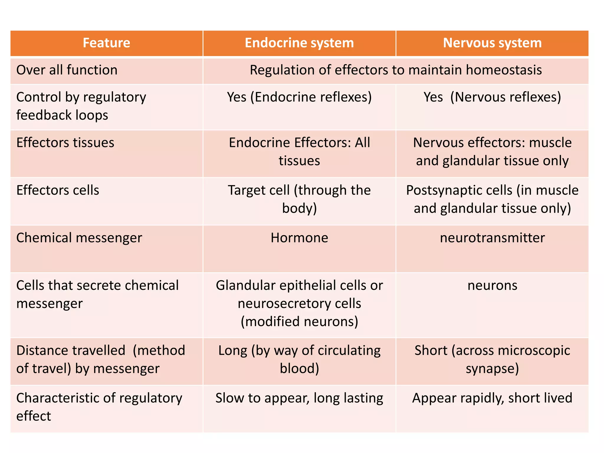 Endocrine system | PPTX