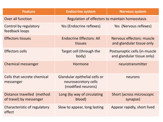 Endocrine system | PPTX