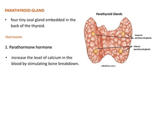 Endocrine system | PPTX