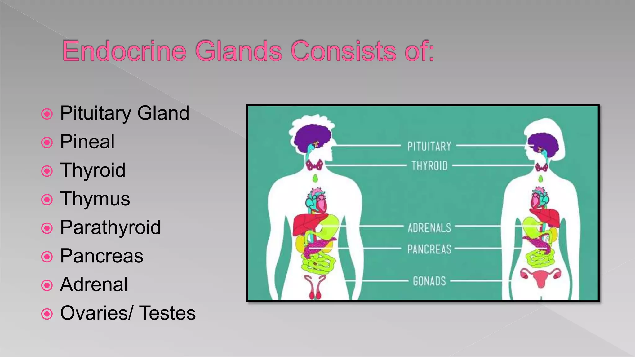 Endocrine system | PPT
